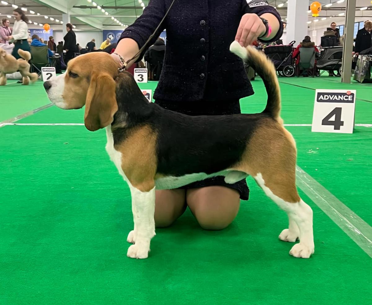 Muut valiot - Beagle ry